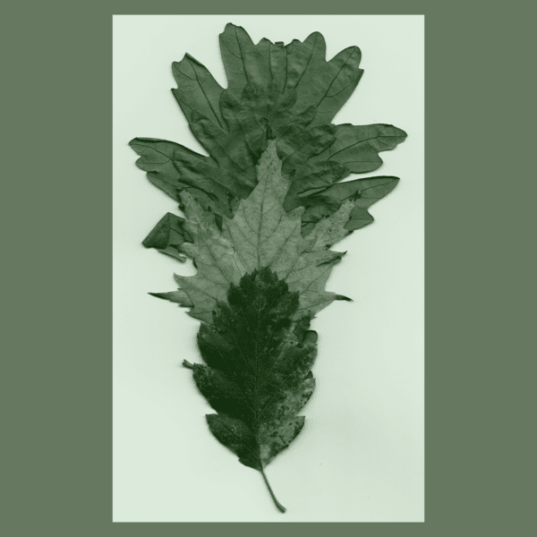 Norfolk Serpent by J. Wiegold (Album, Chamber Folk): Reviews, Ratings ...