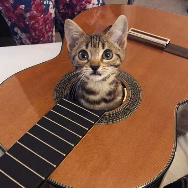 JULES JOURNEYS INTO SINGER/SONGWRITER HISTORY - Rate Your Music
