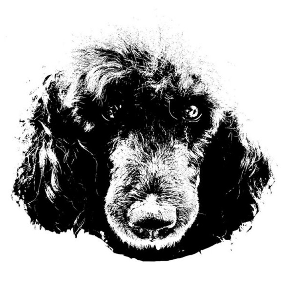 Sasha by Avium (Album): Reviews, Ratings, Credits, Song list - Rate Your Music