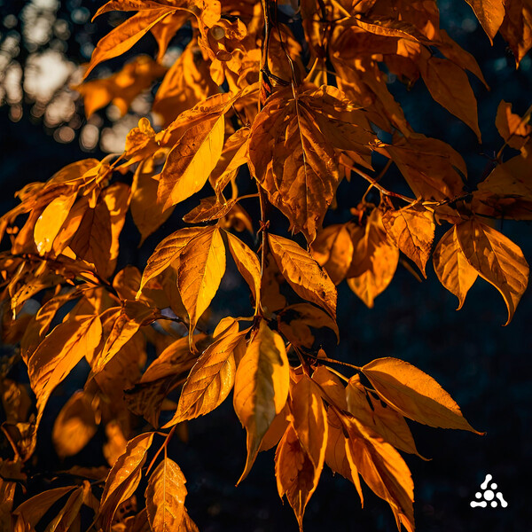 Summer's Fading Echo by Astropilot (Album, Ambient): Reviews, Ratings, Credits, Song list - Rate ...