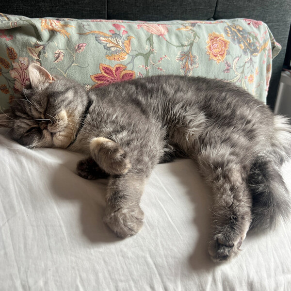 Trap Royalty by very cool tutorials (Single, Cinematic Classical ...