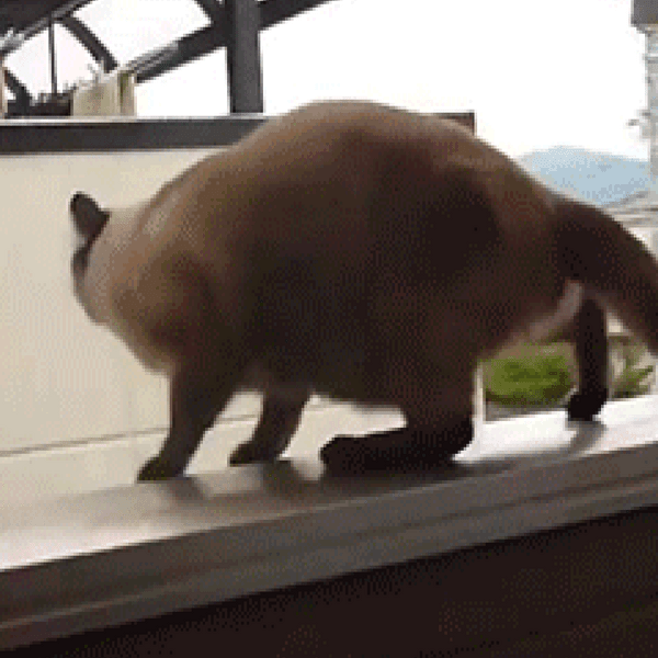 funny animal by ddddddddddddd (Album, Glitch Hop): Reviews, Ratings ...