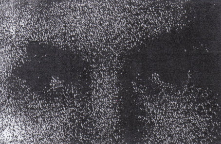 Grouper - Poison Tree - Lyrics and ratings - Rate Your Music