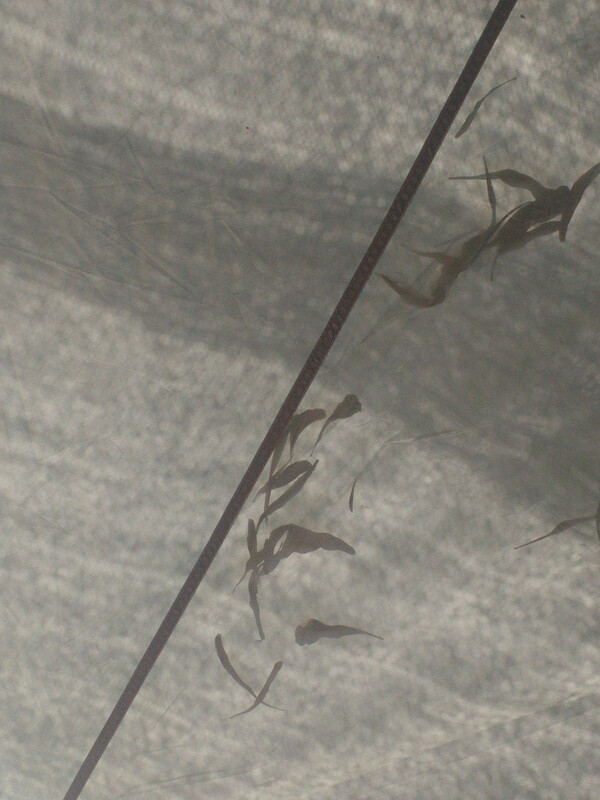 Darling by Gašper Piano (Album): Reviews, Ratings, Credits, Song list ...