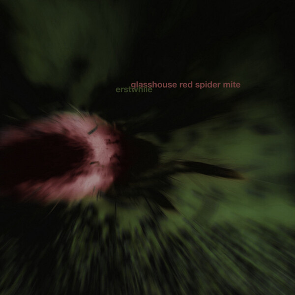 Erstwhile by Glasshouse Red Spider Mite (Single): Reviews, Ratings ...