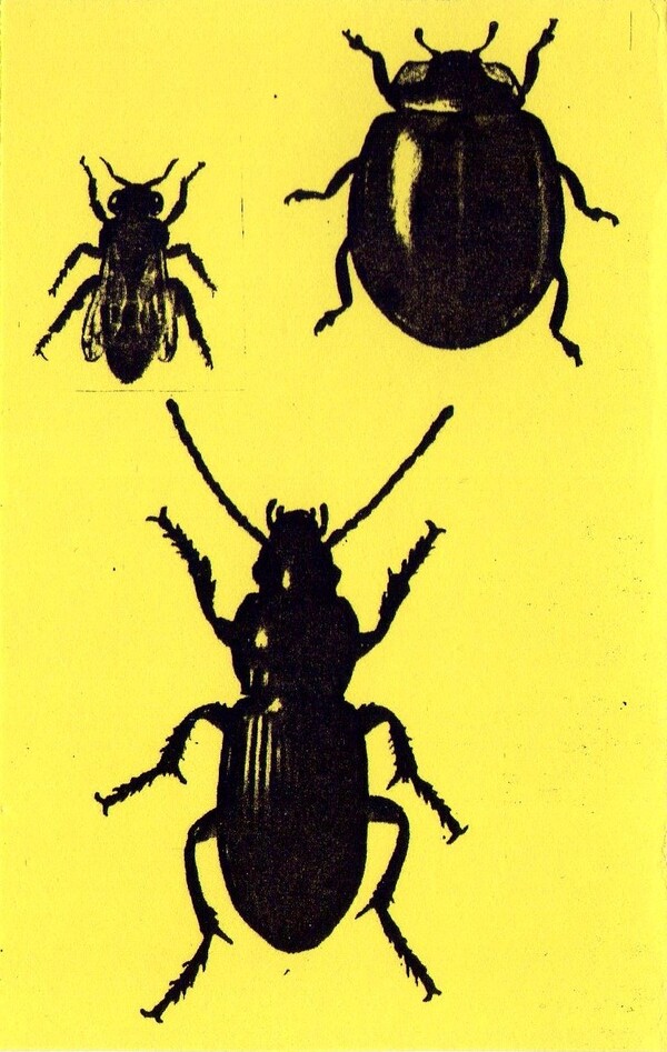 Insect Human by Insecticide (Album): Reviews, Ratings, Credits, Song ...