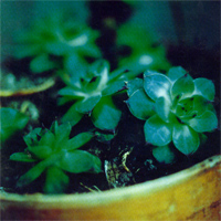 Age of Anxiety by Sea of Cortez (Album; Voice of the Sky; VOTS-005 ...