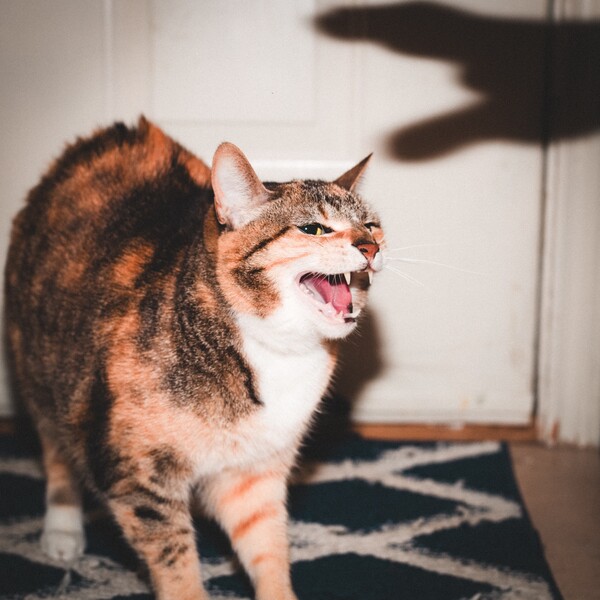 Keep Your Cool by RILEY! (Album, Emo-Pop): Reviews, Ratings, Credits ...