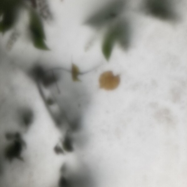 Nature by Insect Factory (Album): Reviews, Ratings, Credits, Song list ...