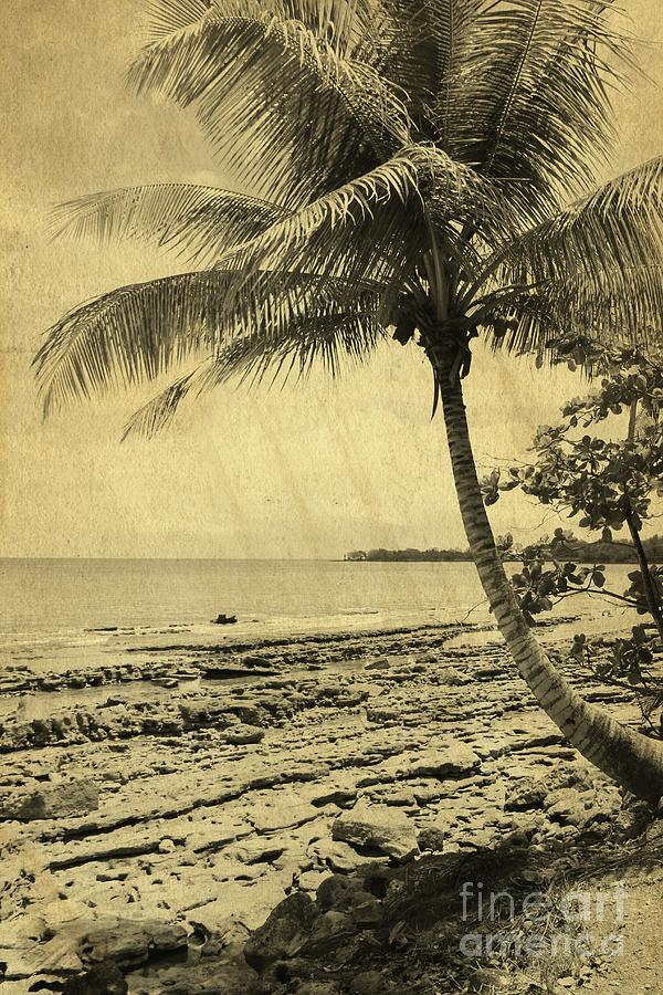 Tropical Goth - Rate Your Music