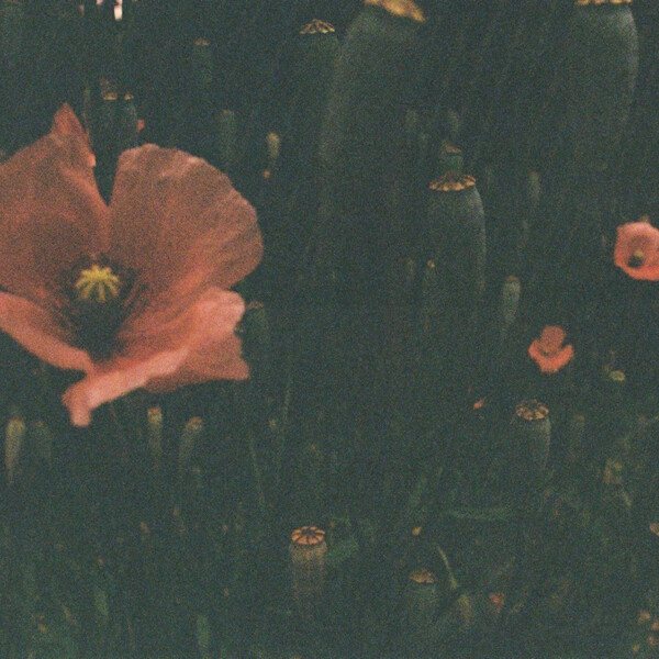 Copperplate Albums: songs, discography, biography, and listening guide ...