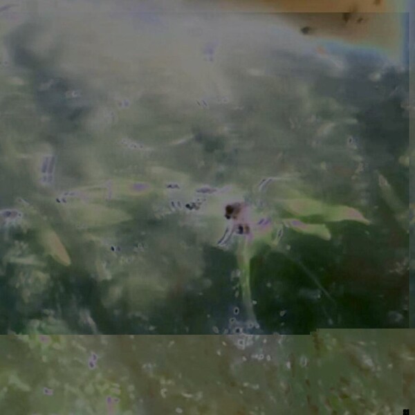 A Sonic Portrait Live by Syntax Erika (Album): Reviews, Ratings ...