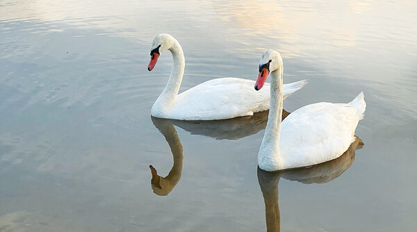 Swans - Rate Your Music