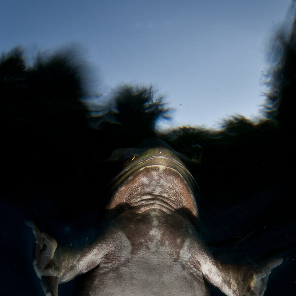 My Eyes Feel so Heavy Right Now by Phyllomedusa (Album): Reviews ...