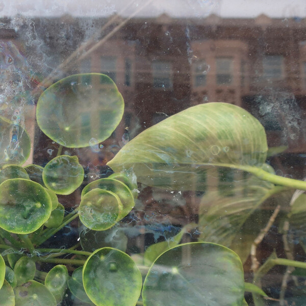 New Leaf by The Reds, Pinks and Purples (Single): Reviews, Ratings ...