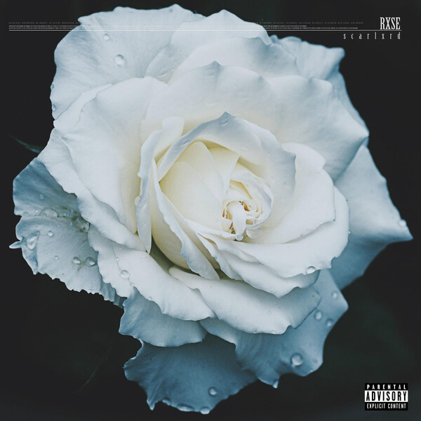 Rxse by Scarlxrd (Album, Trap): Reviews, Ratings, Credits, Song list ...