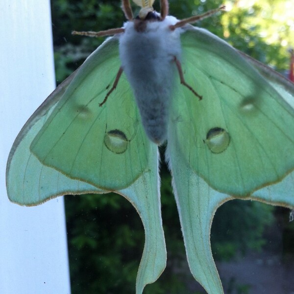 No Lie by Lucy Bedroque (Single, Experimental Hip Hop): Reviews, Ratings, Credits, Song list ...