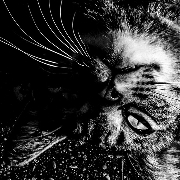 Cult Mgmt by Cult Mgmt (Album): Reviews, Ratings, Credits, Song list ...