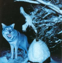 Metal albums with wolves on the cover - Rate Your Music