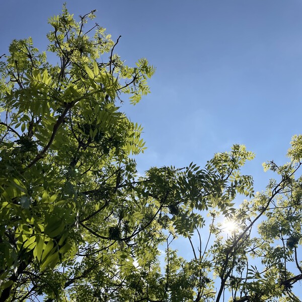 Soundcloud Clips - Rate Your Music