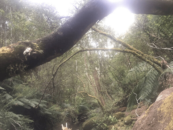 She Loved to Play the Piano by Richard Nixon Tickle Torture (Album ...