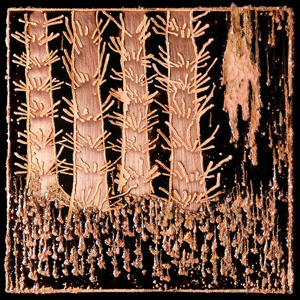 Wake Robin by The Orchestra (For Now) (Single, Progressive Rock ...