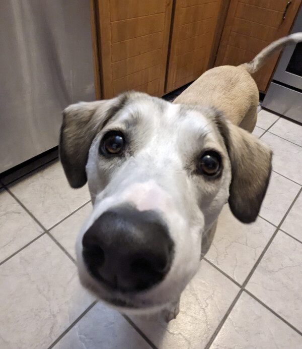 DOG ALBUM COVERS - Rate Your Music