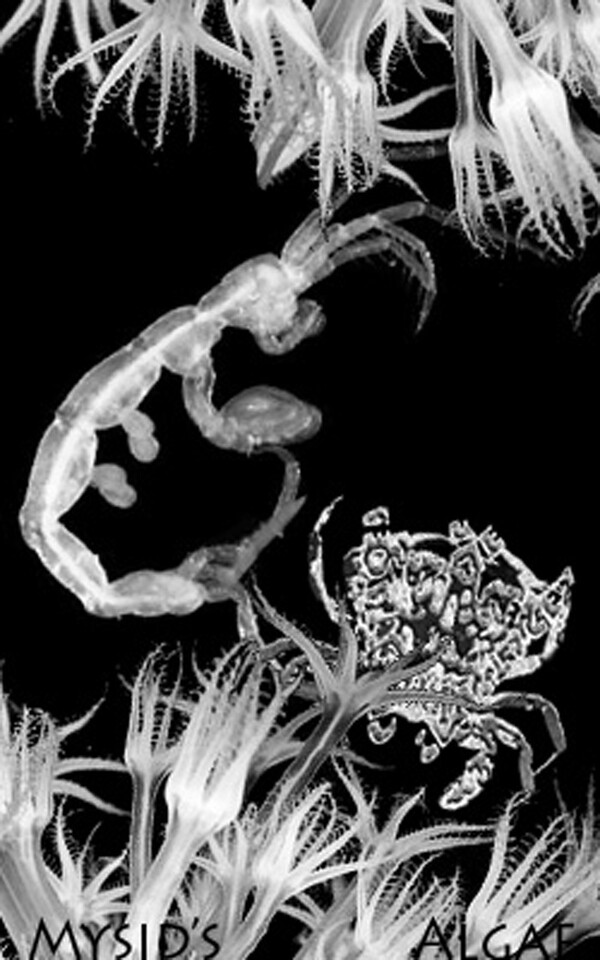 Mysid's Algae by Crustacea Zoëa Larvae (EP, Harsh Noise): Reviews ...