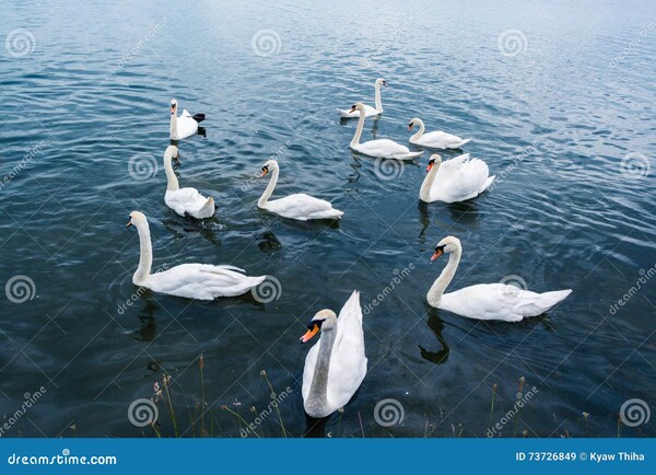 Swans ranked - Rate Your Music