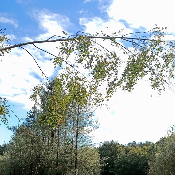 Only Filter by Sevenism (Album): Reviews, Ratings, Credits, Song list ...