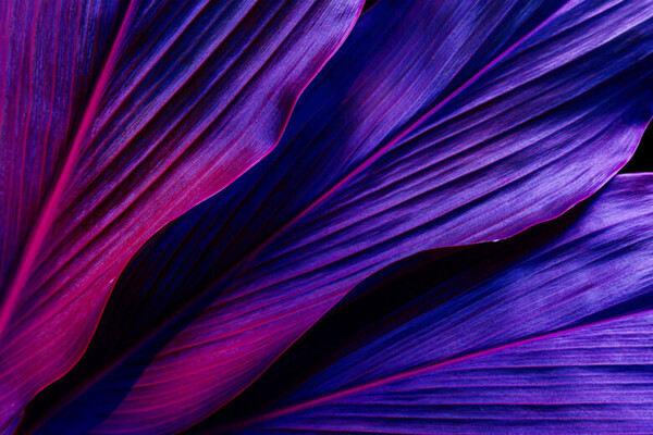 Music Covers with Vibrant Violet-Blue Colored Artwork (Work-In-Progress ...