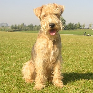 Album covers with dogs on them - Rate Your Music