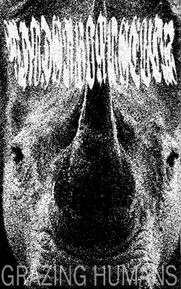 Whiterhinoceros Albums: songs, discography, biography, and listening ...