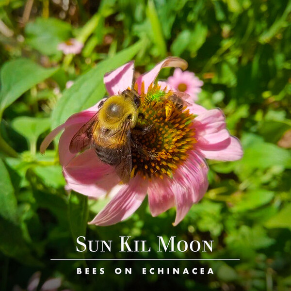 Bees on Echinacea by Sun Kil Moon (Single, Singer-Songwriter): Reviews ...
