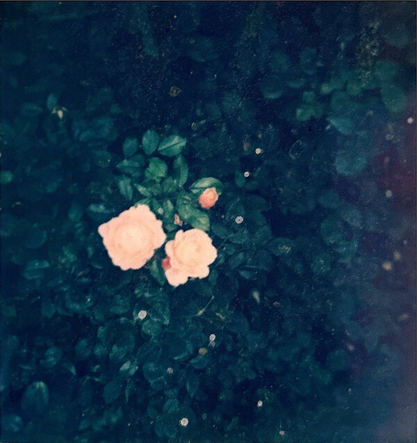 Petal Steel by The Lasso & The Go Rounds (Album): Reviews, Ratings ...