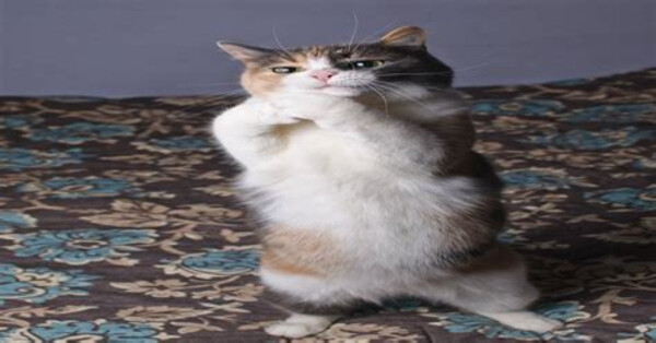 recommend me stuff - Rate Your Music