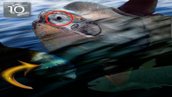 Top Ten most Epic fish of all time by Sintel (Video, Electronic ...