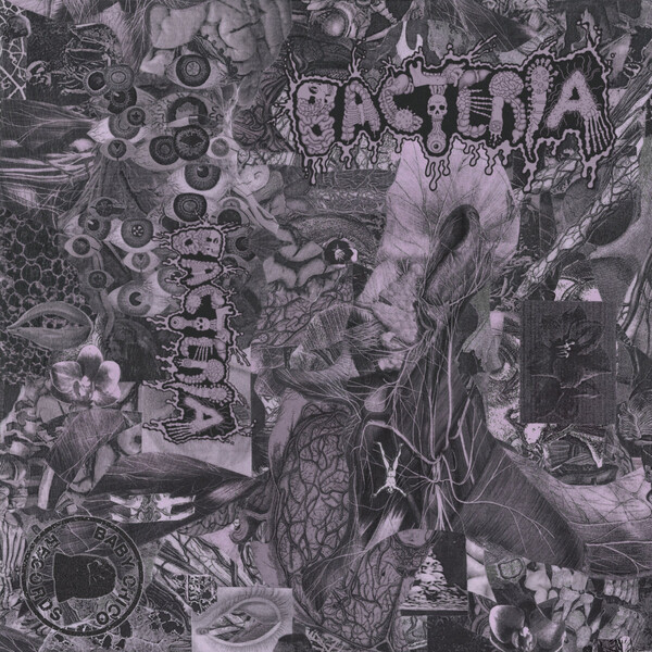 Bacteria Albums: songs, discography, biography, and listening guide ...