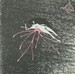 Daïtro Albums: songs, discography, biography, and listening guide ...